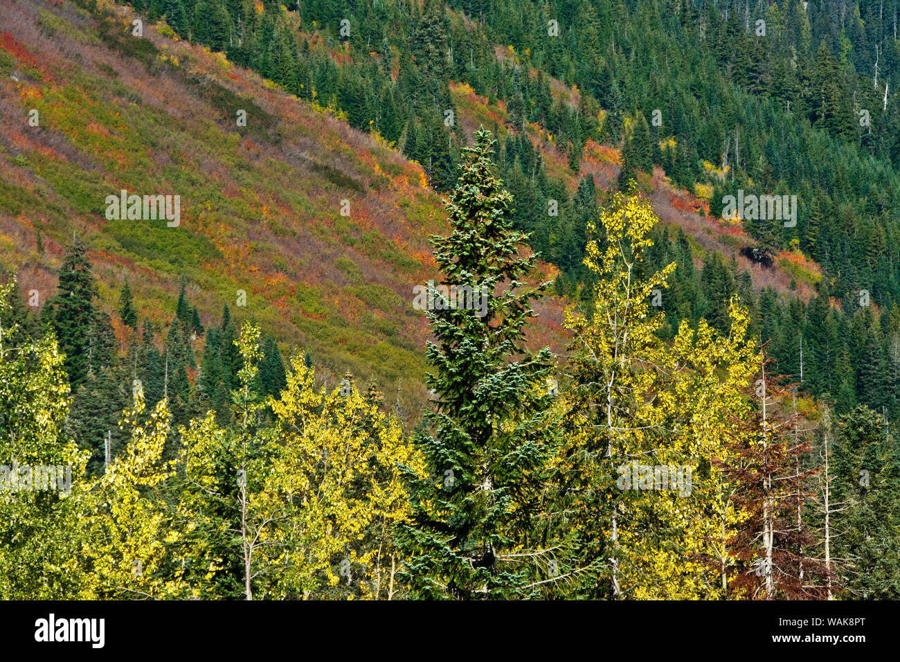 Fall foliage, Stevens Pass Area, Washington State, USA Stock Photo - Alamy