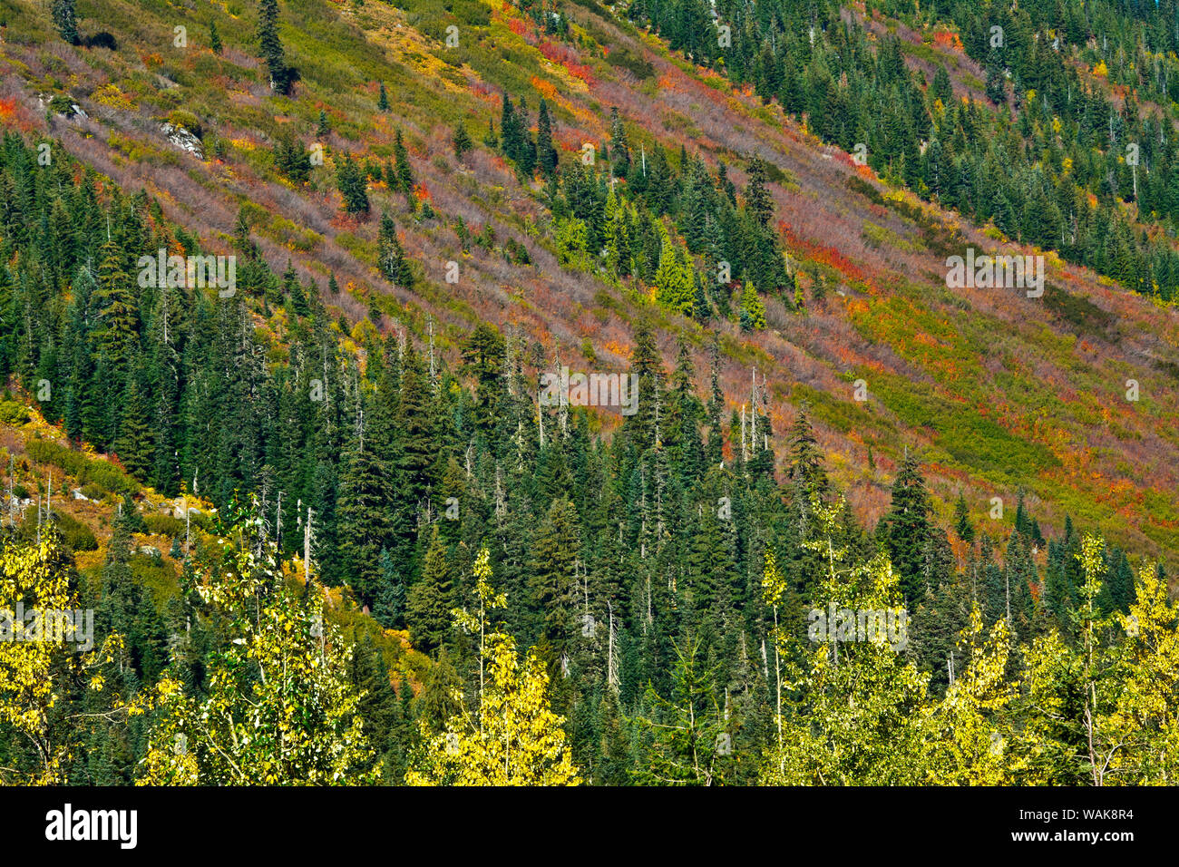 Fall foliage, Stevens Pass Area, Washington State, USA Stock Photo - Alamy