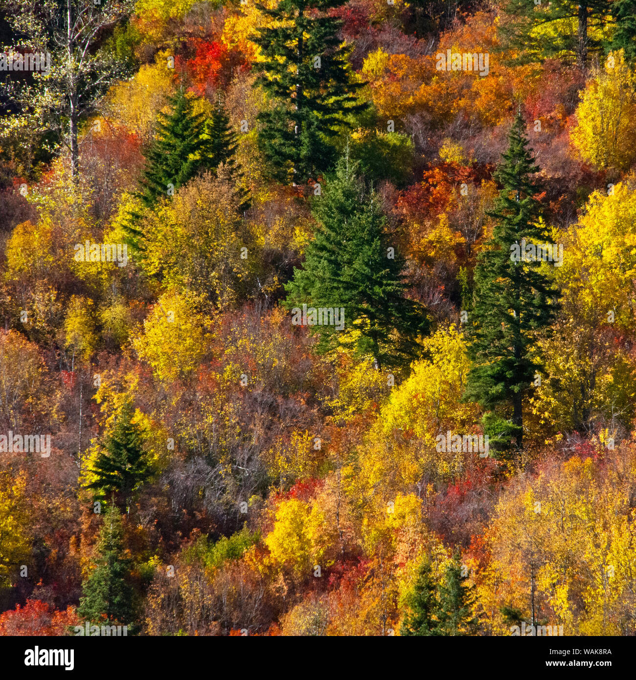 Fall foliage, Stevens Pass Area, Washington State, USA Stock Photo - Alamy