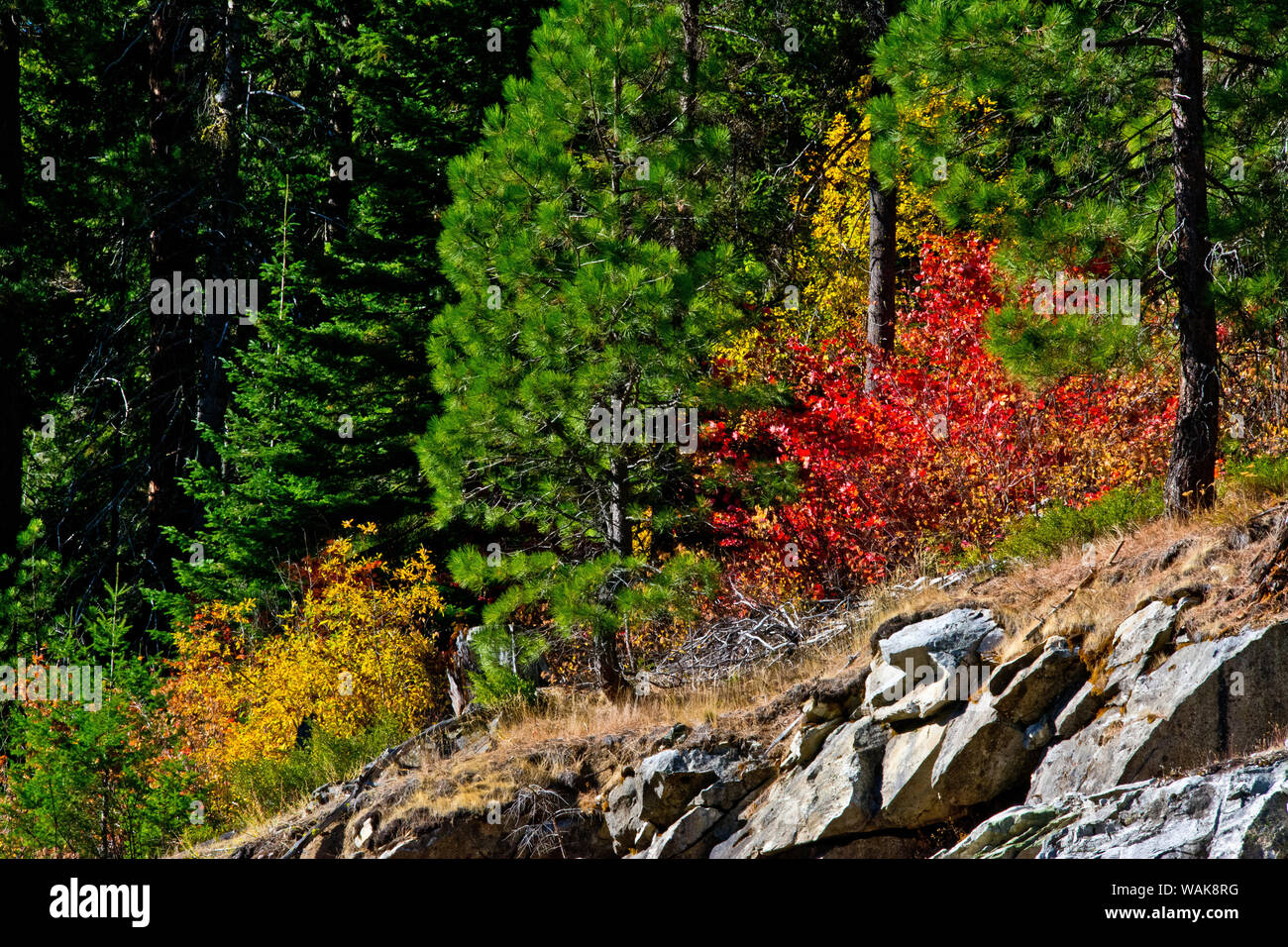 Fall foliage, Stevens Pass Area, Washington State, USA Stock Photo - Alamy