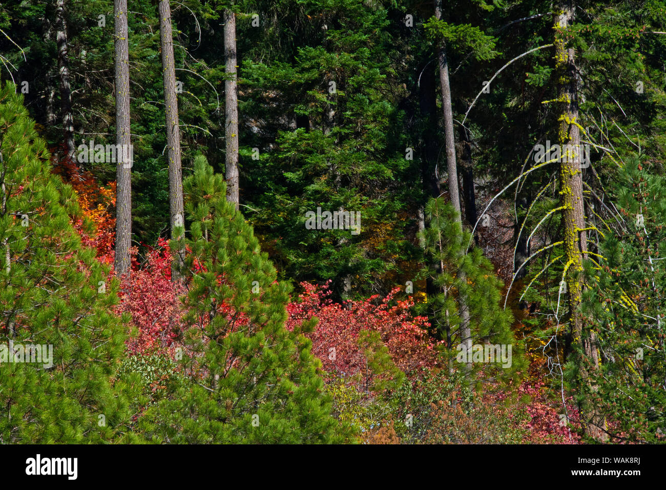 Fall foliage, Stevens Pass Area, Washington State, USA Stock Photo - Alamy
