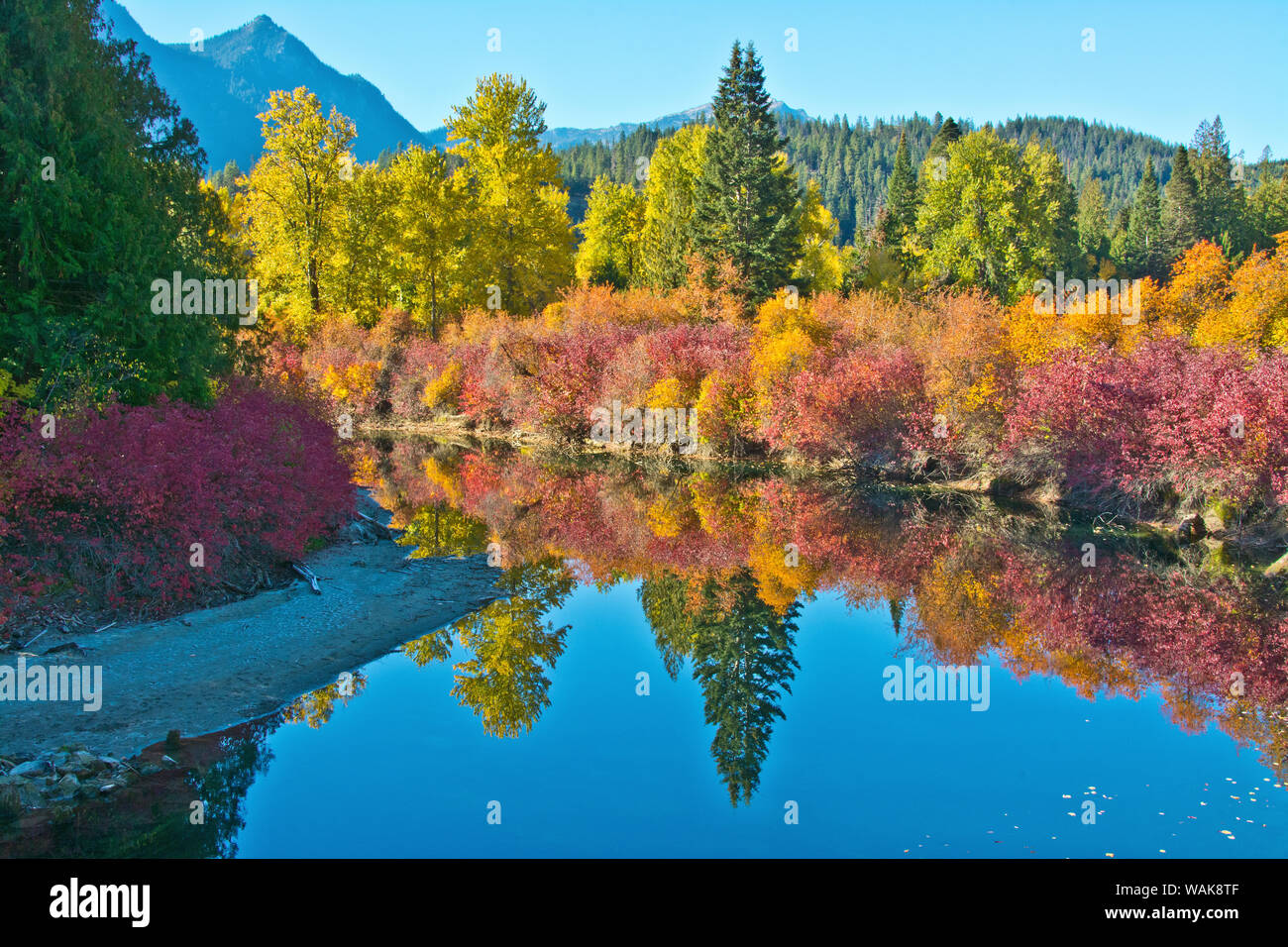 Fall foliage, White River Area, Wenatchee National Forest, Washington ...