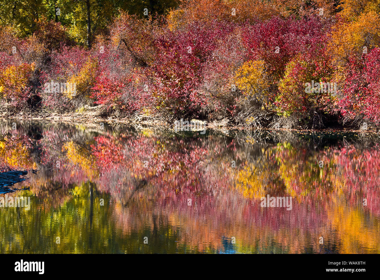 Fall foliage, White River Area, Wenatchee National Forest, Washington ...