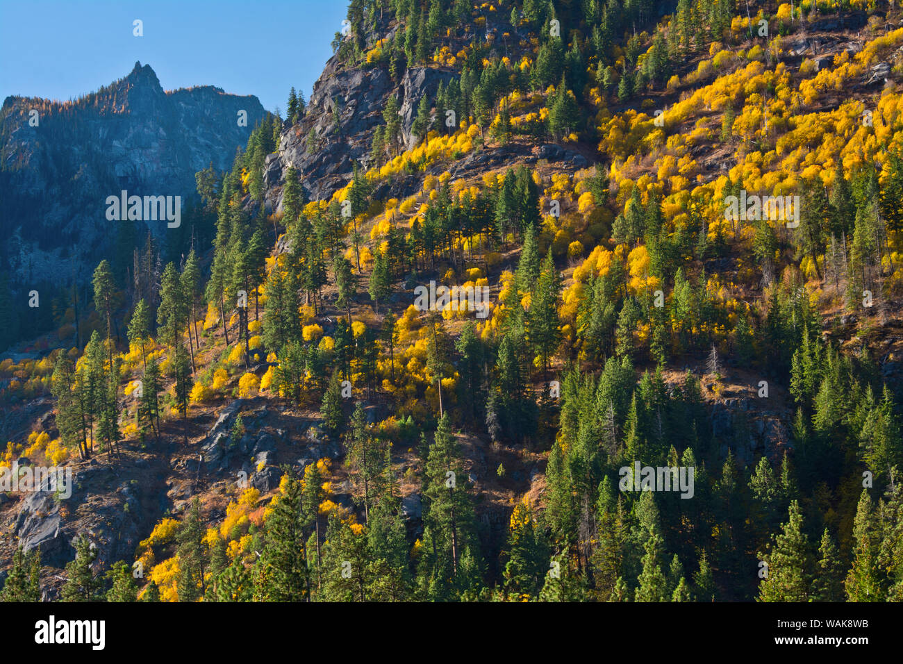 Fall foliage, Icicle Gorge, Wenatchee National Forest, Washington State ...