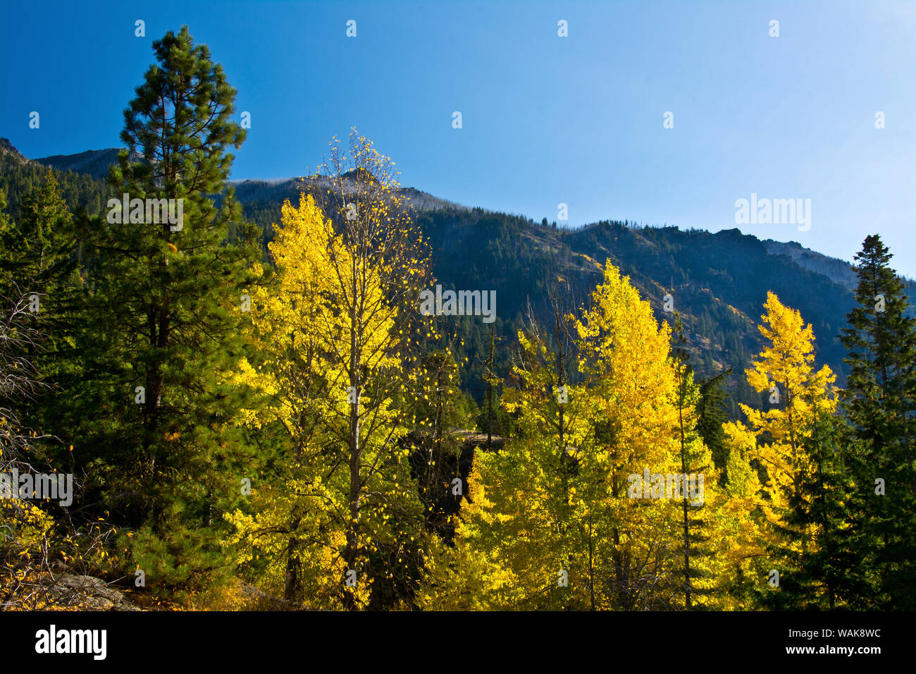 Fall foliage, Icicle Gorge, Wenatchee National Forest, Washington State ...