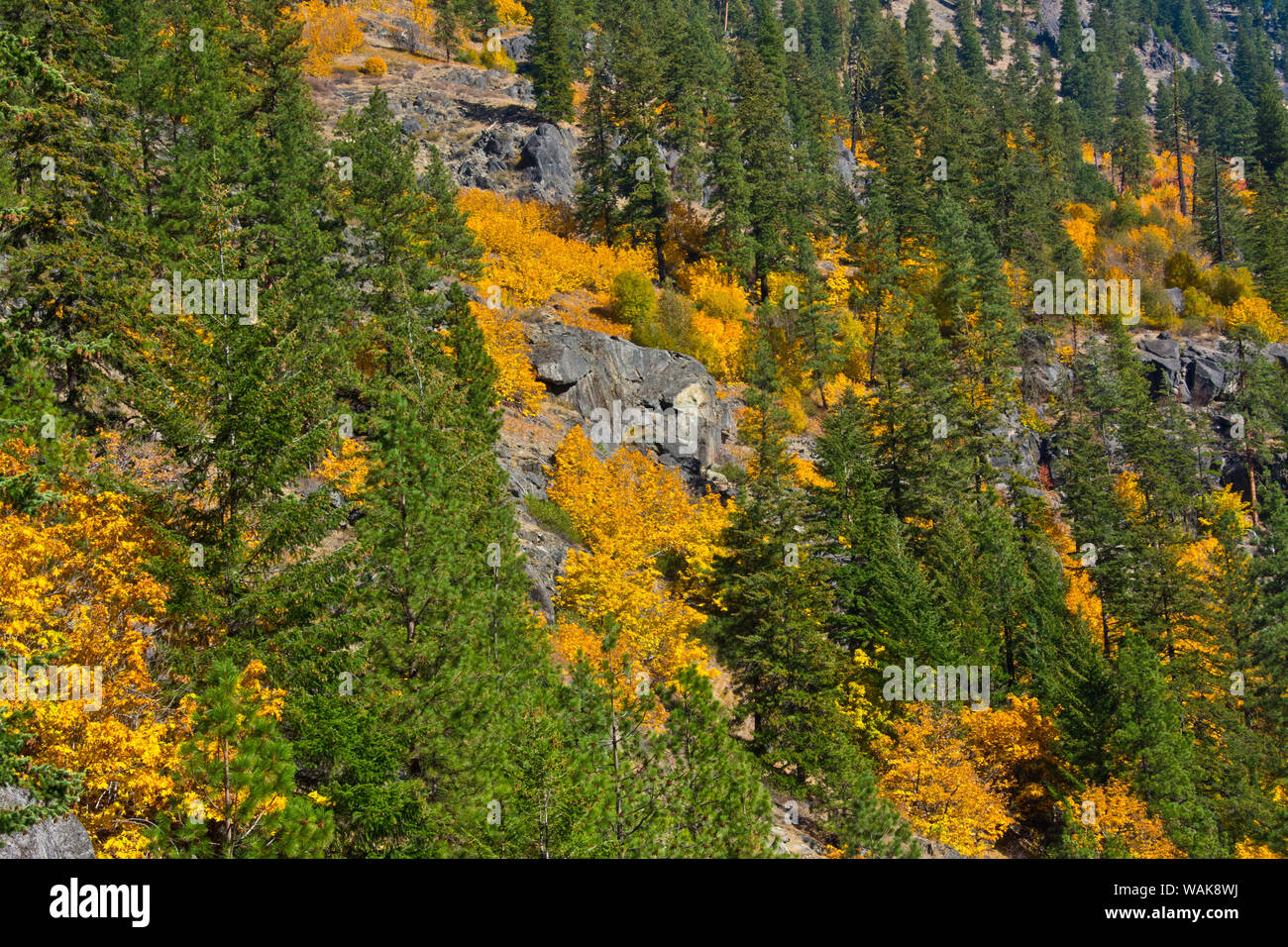 Fall foliage, Icicle Gorge, Wenatchee National Forest, Washington State ...