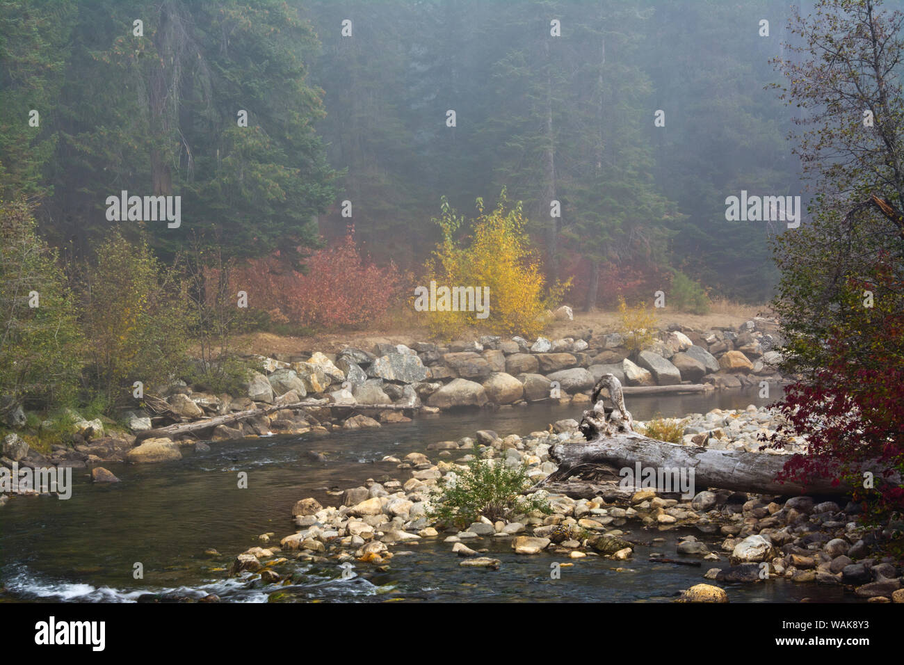 Autumn, Nason Creek in fog, Wenatchee National Forest, Washington State ...