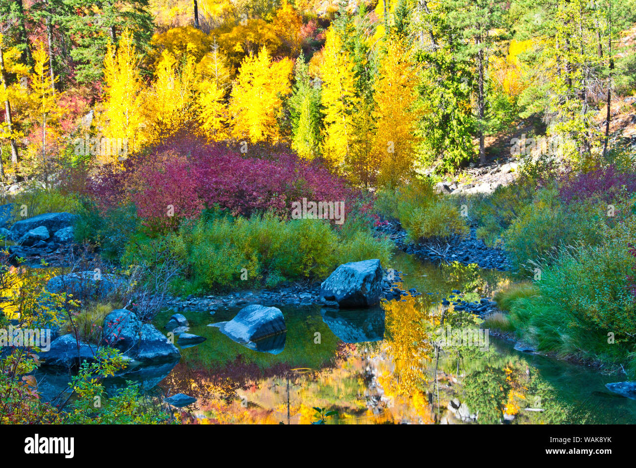 Autumn foliage, Tumwater Canyon, Wenatchee National Forest, Washington ...