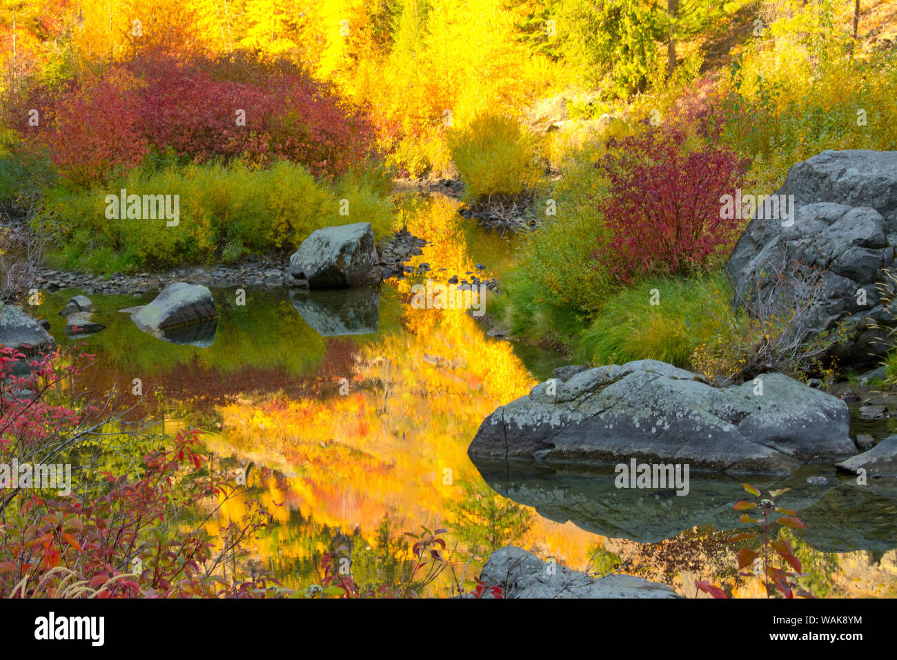 Autumn foliage, Tumwater Canyon, Wenatchee National Forest, Washington ...
