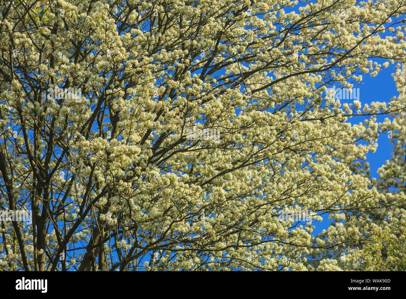 Washington Park Arboretum, spring blooms, Seattle, Washington State ...