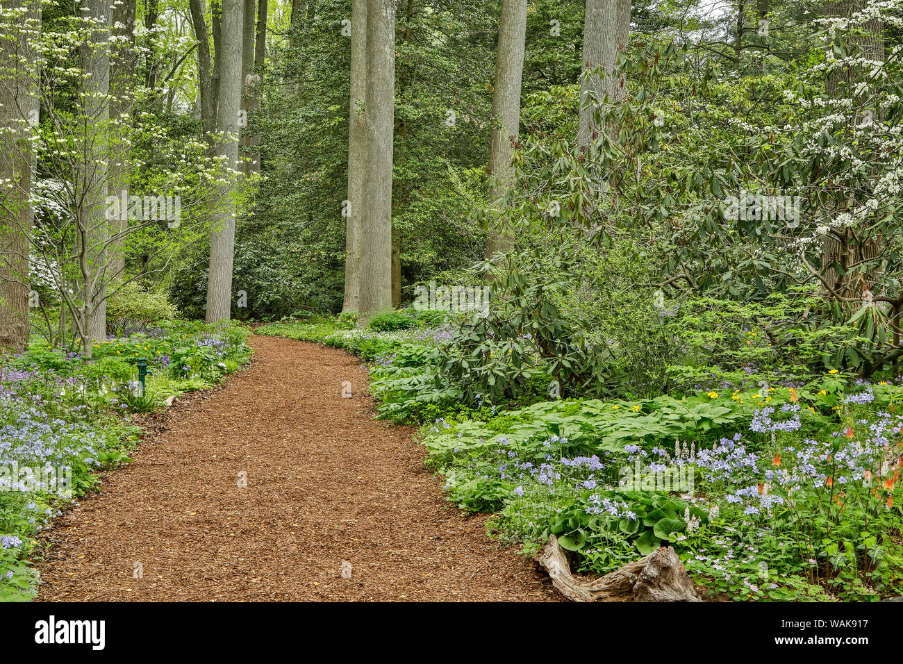 Dogwood tree trunk hi-res stock photography and images - Alamy