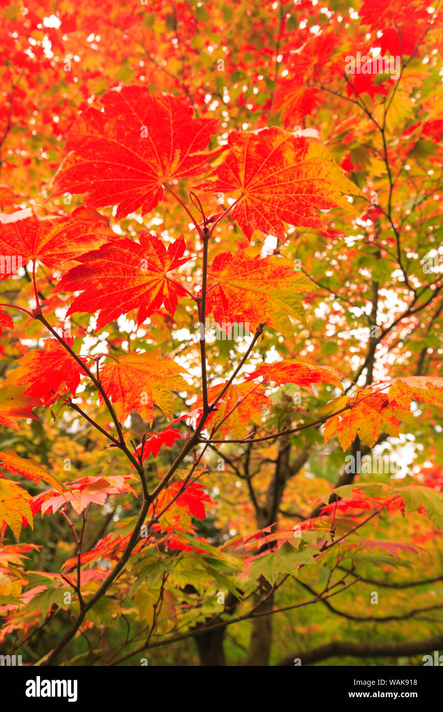 Seattle japanese garden hi-res stock photography and images - Alamy