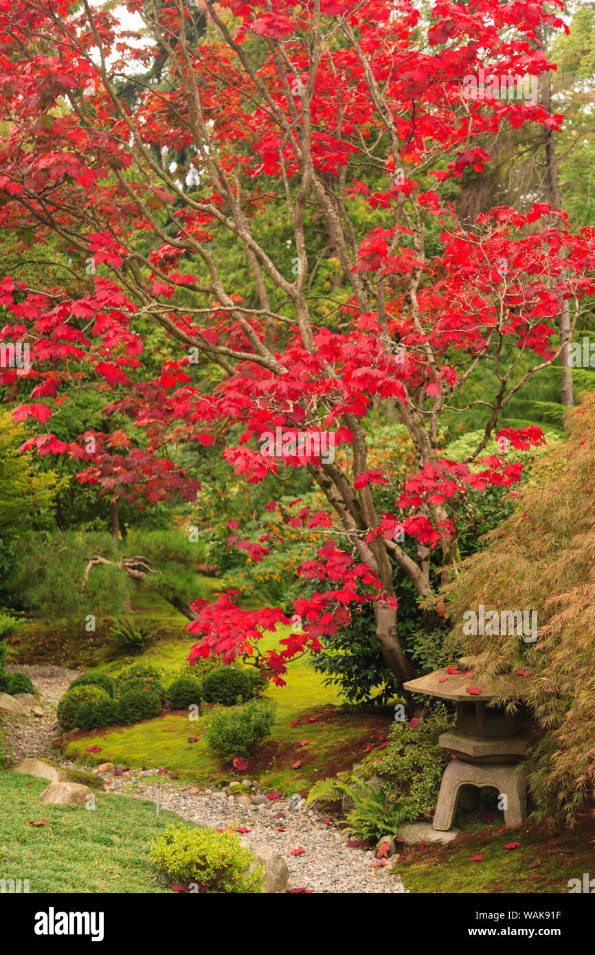 Washington park arboretum seattle fall hi-res stock photography and ...