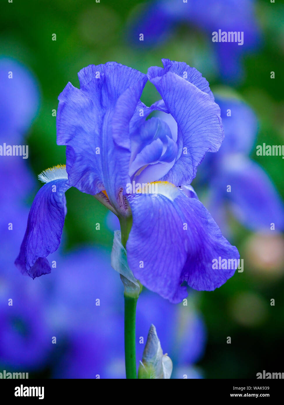 Blue bearded iris hi-res stock photography and images - Alamy