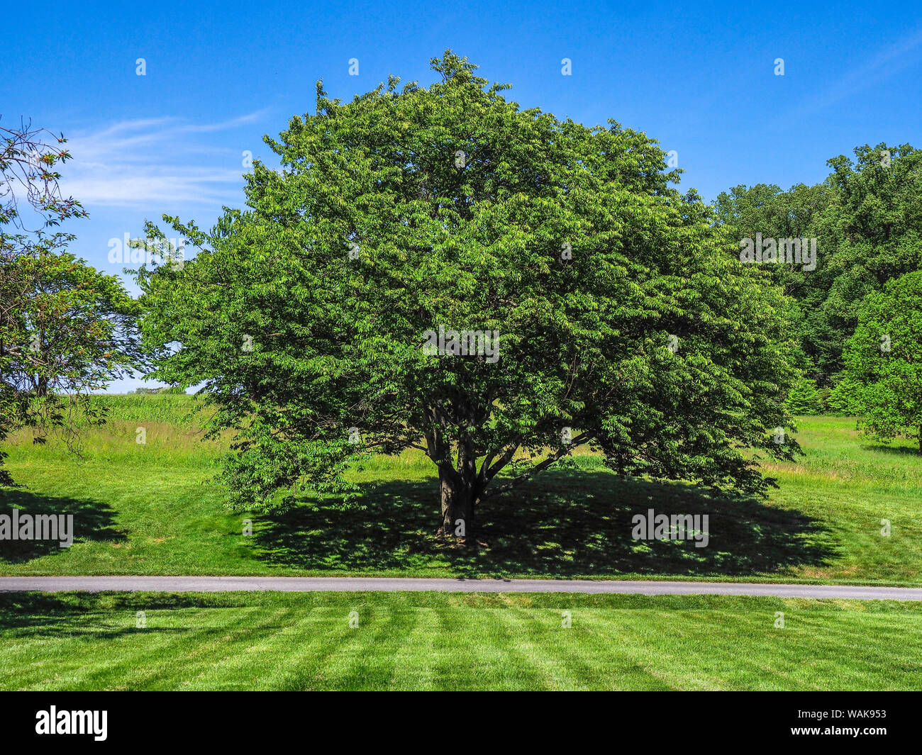 Old growth tree hi-res stock photography and images - Alamy