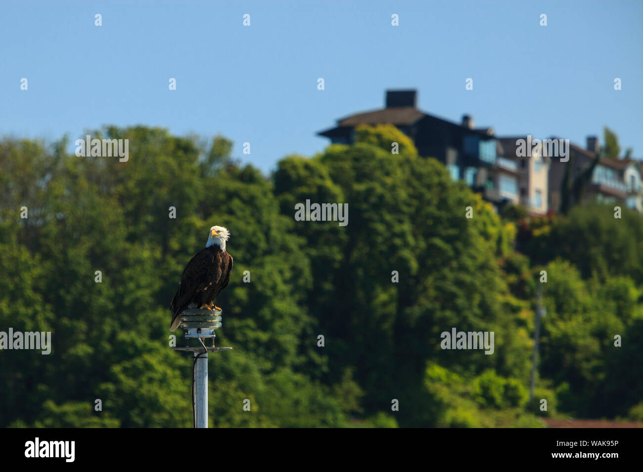 Bald eagle sitting on channel marker at Puget Sound and Elliott Bay ...