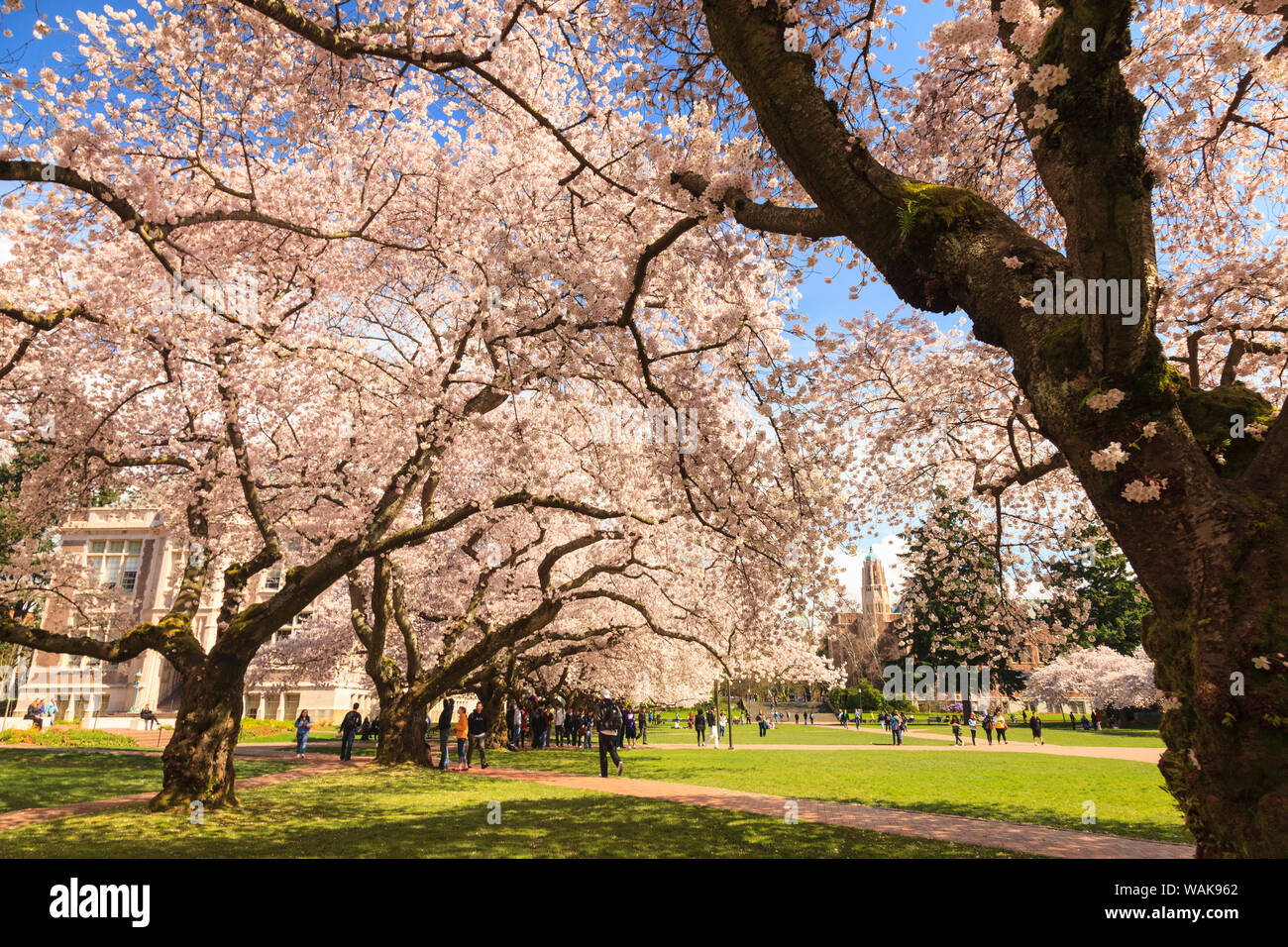 Cherry blossoms in peak bloom, spring, University of Washington campus ...