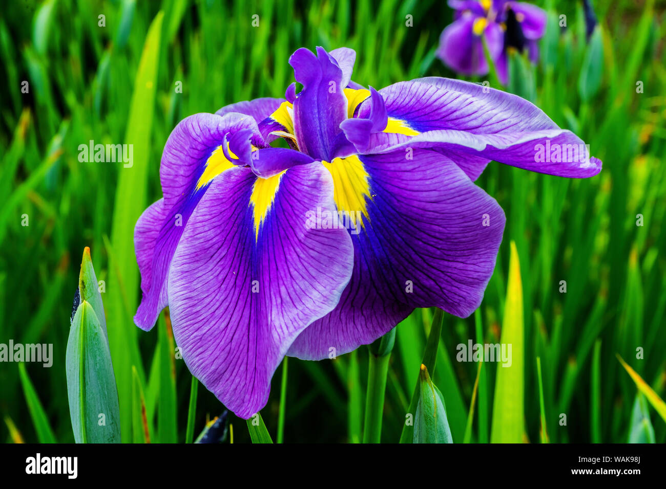 Yellow japanese iris hi-res stock photography and images - Alamy