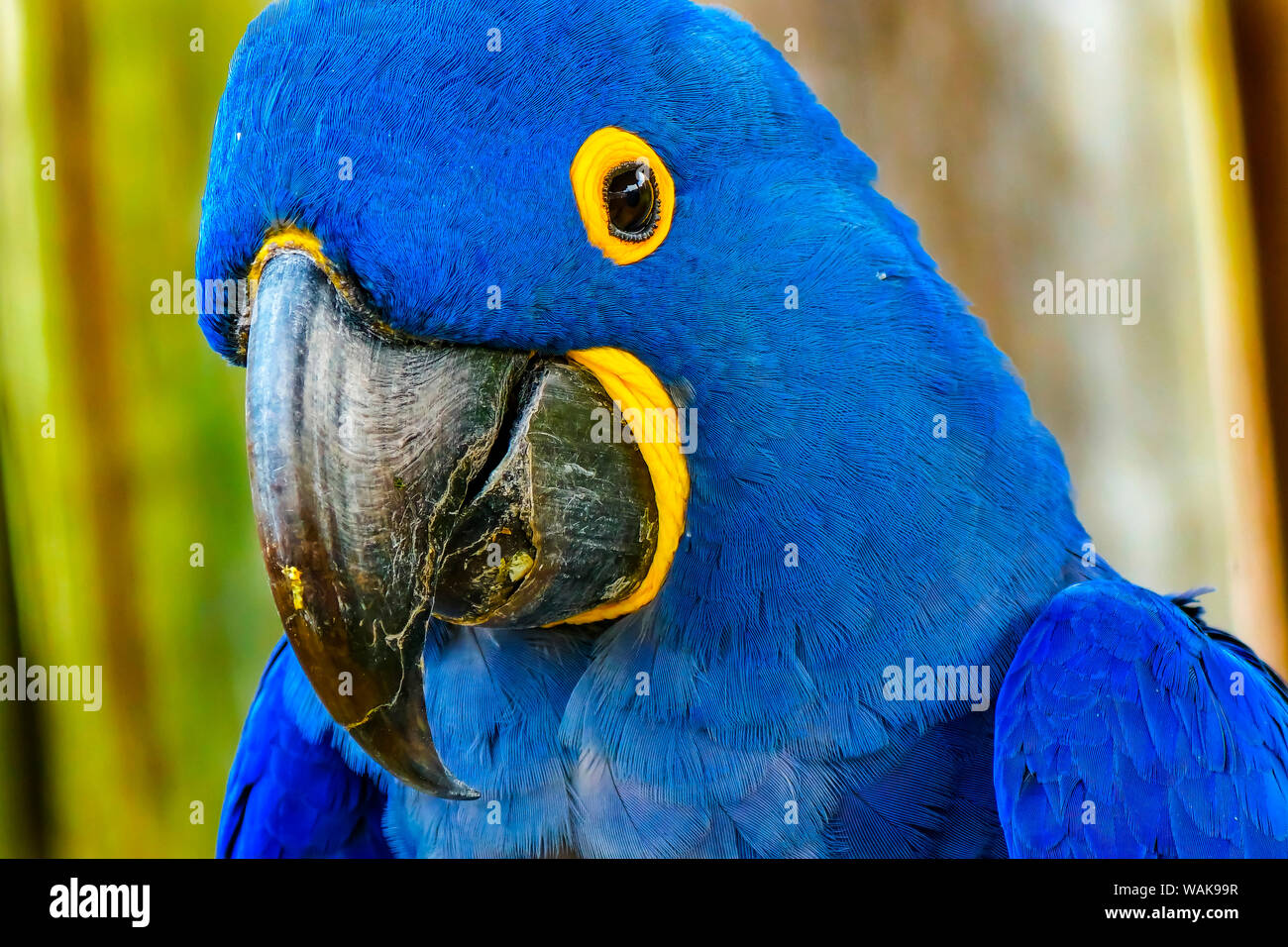 Hyacinth macaw feather hi-res stock photography and images - Alamy