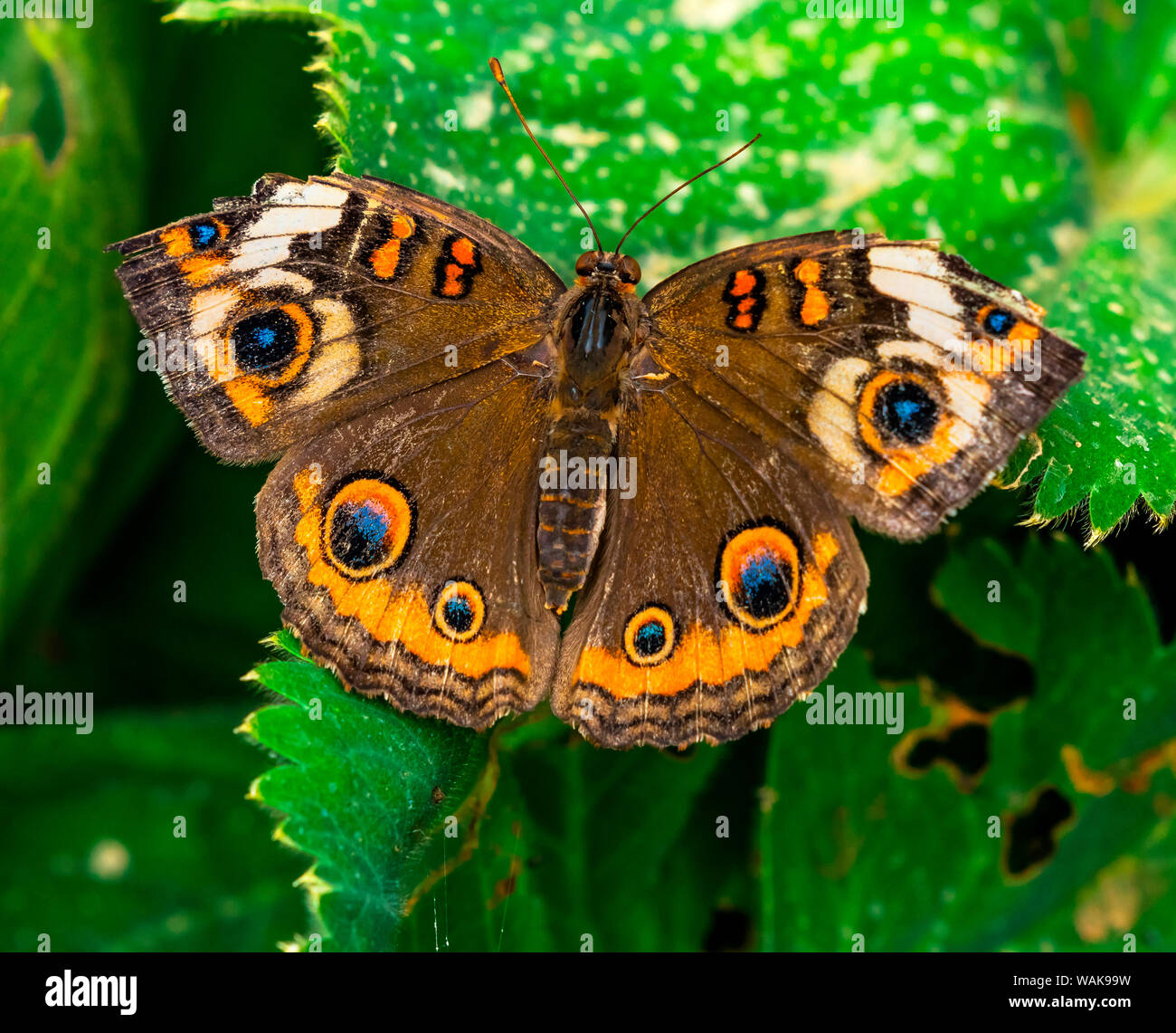 Common buckeye butterfly. Seattle, Washington State Stock Photo - Alamy
