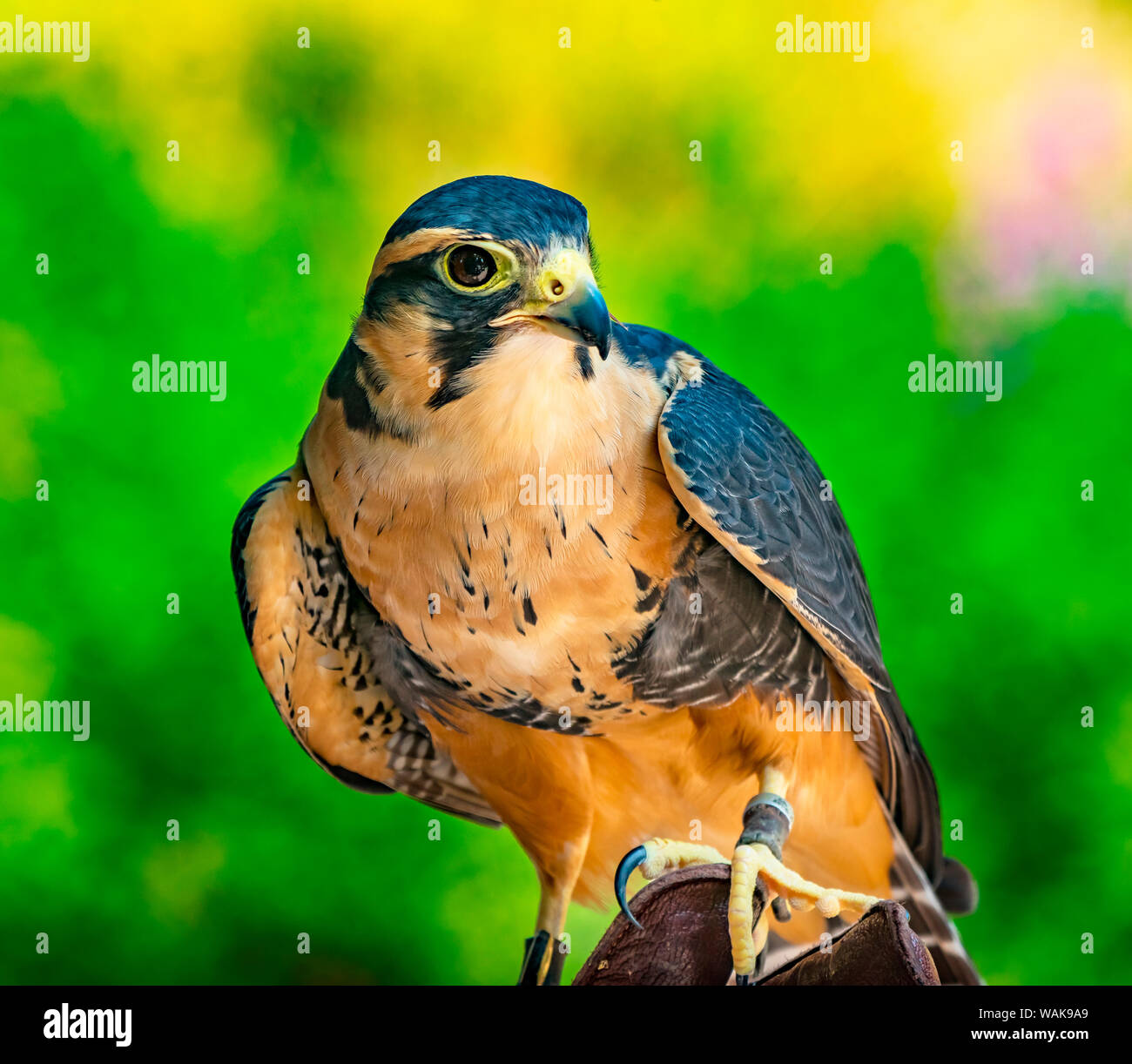 Multi falcon hi-res stock photography and images - Alamy