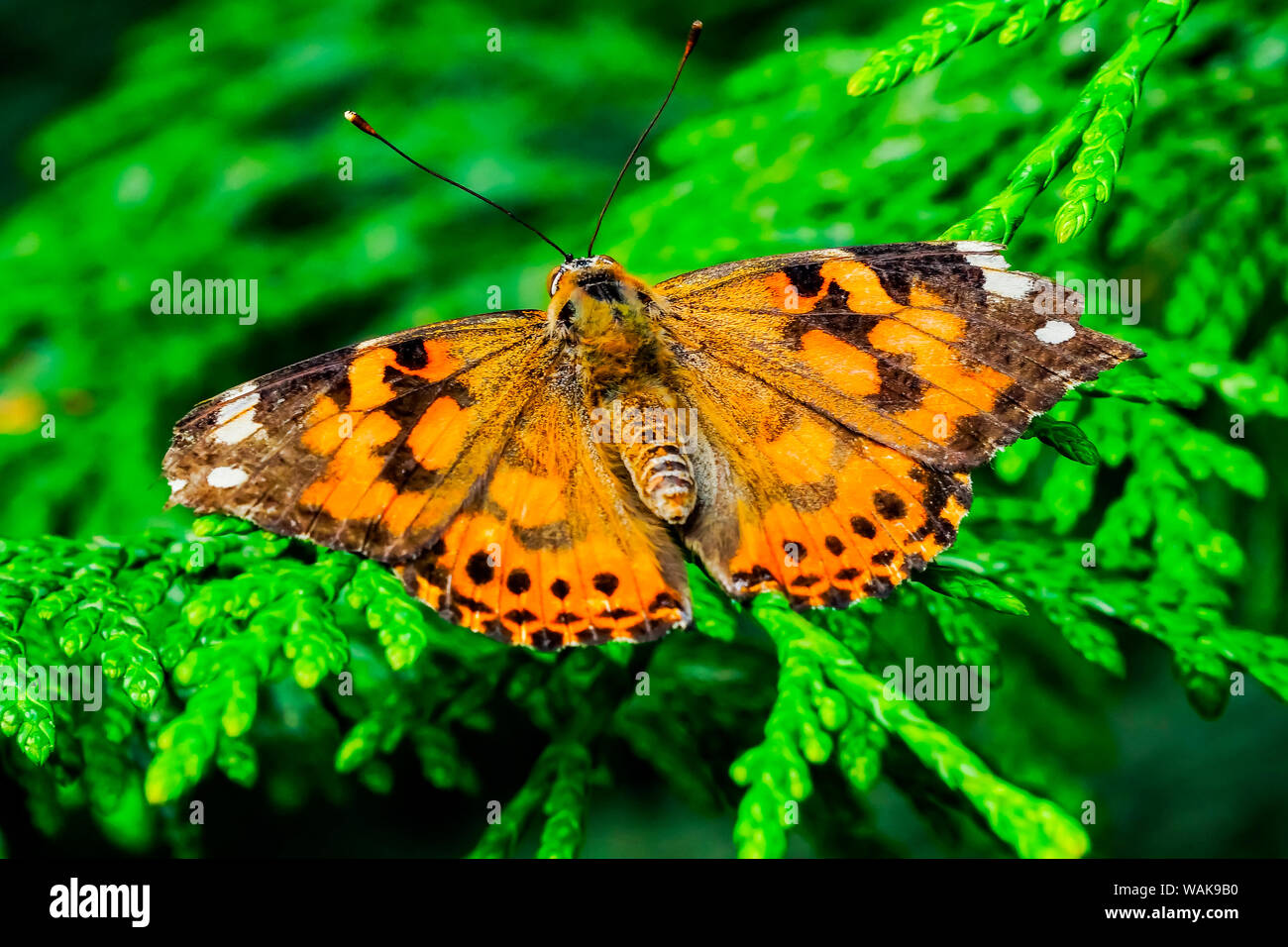 Painted lady butterfly, Seattle, Washington State Stock Photo - Alamy