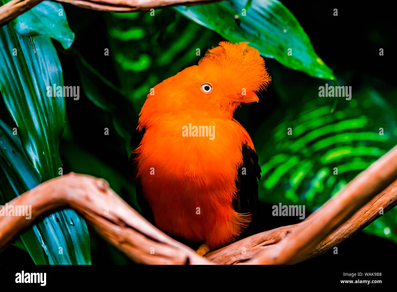 Male Andean cock-of-the-rock. National Bird of Peru Stock Photo - Alamy