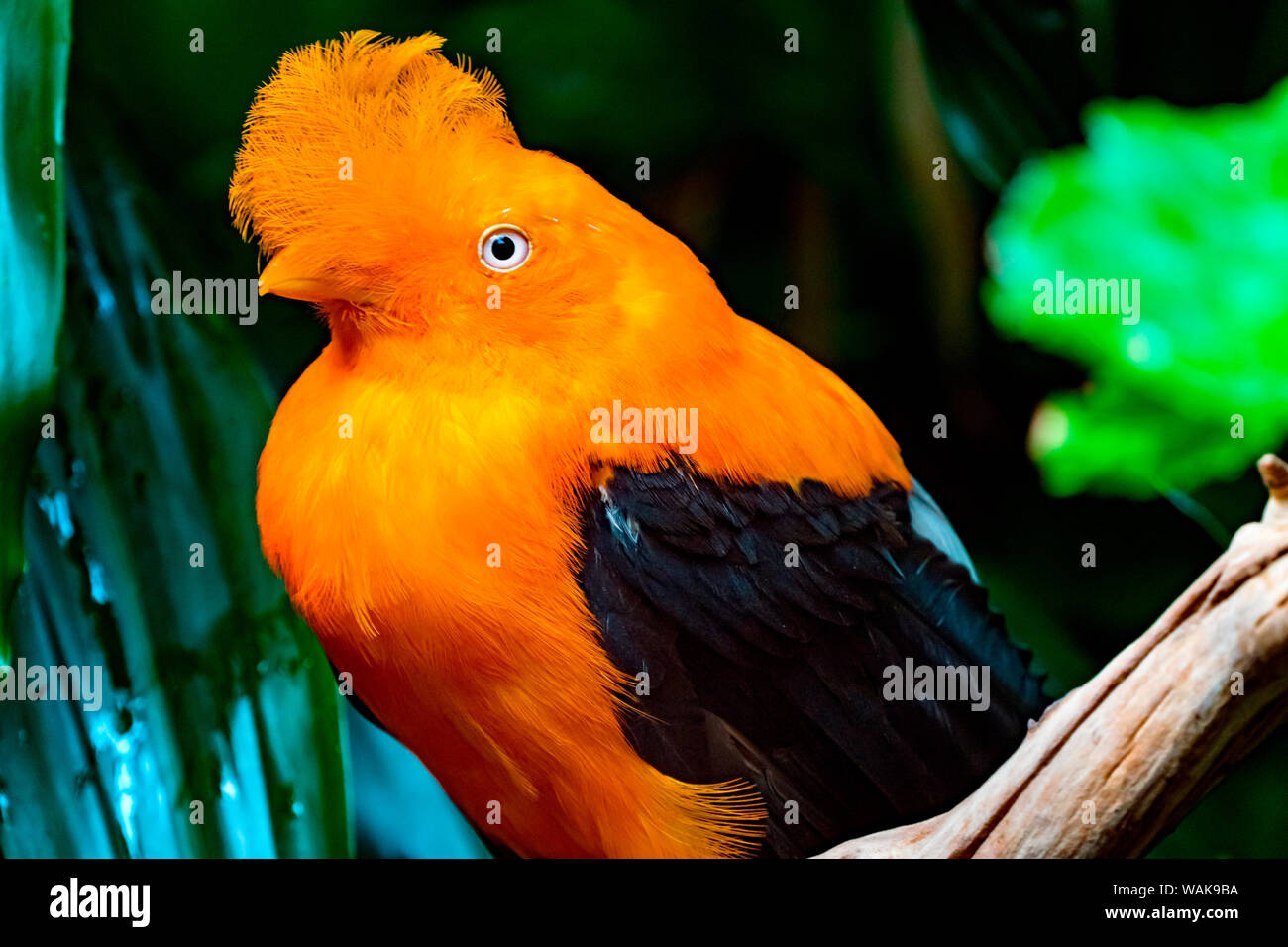 Male Andean cock-of-the-rock. National Bird of Peru Stock Photo - Alamy