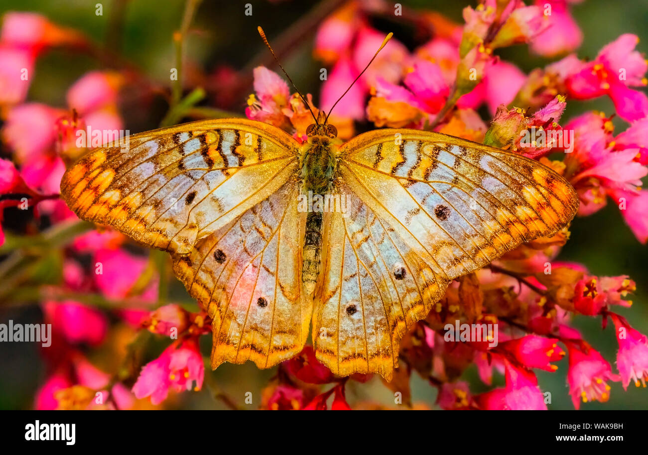 White peacock butterfly, Seattle, Washington State Stock Photo - Alamy