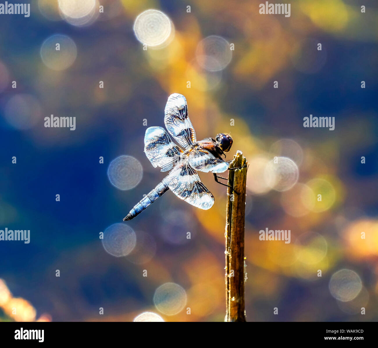 Common whitetail dragonfly with two transparent wings, Juanita Bay Park ...
