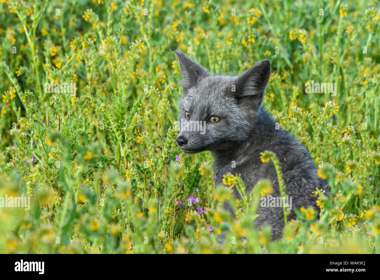 Pearl washington hi-res stock photography and images - Alamy