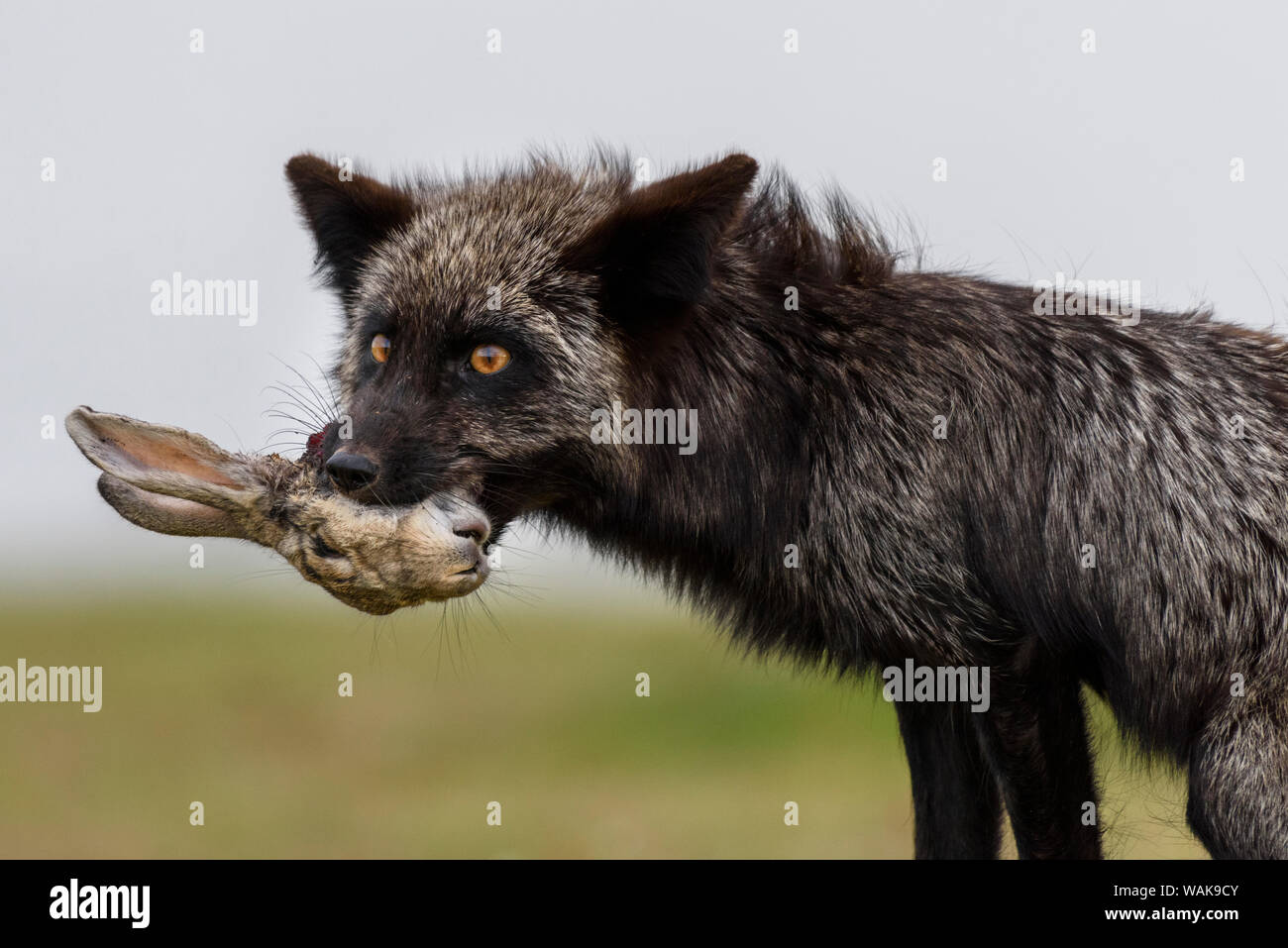 Rabbit hunting hi-res stock photography and images - Alamy