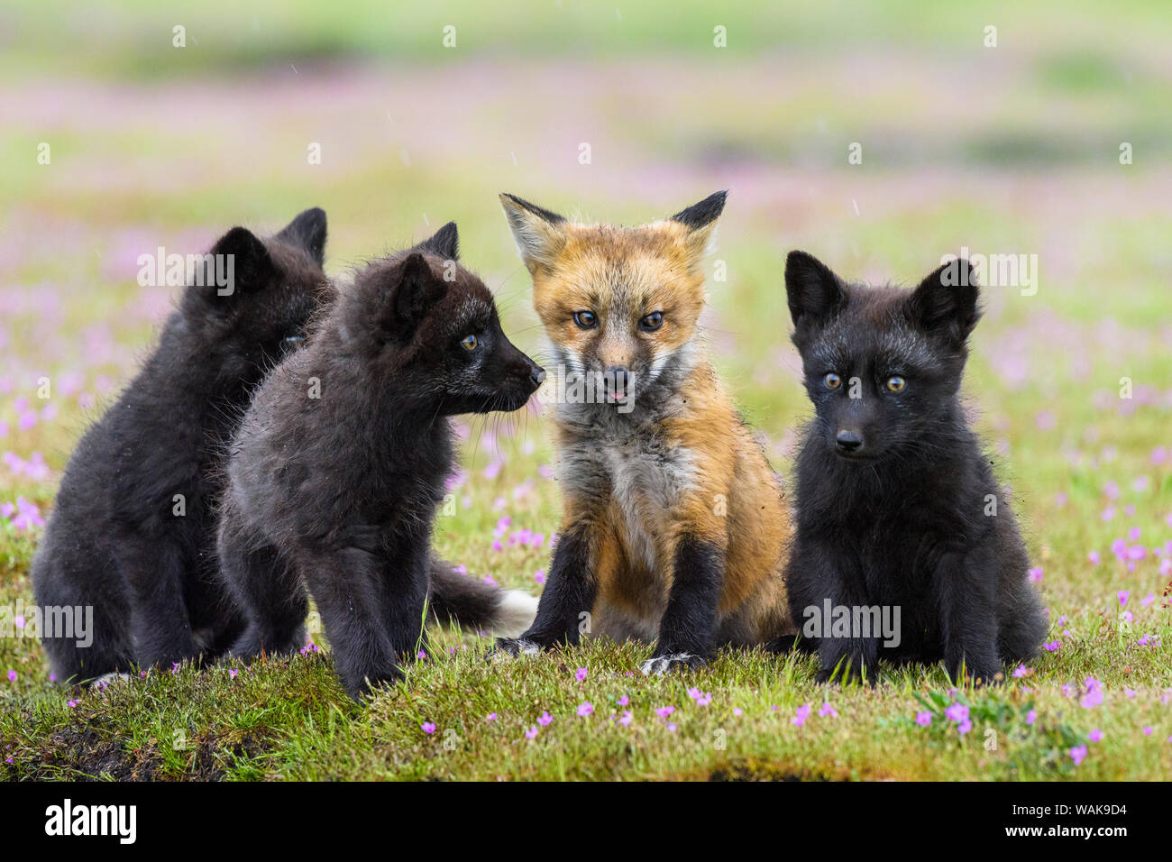 Fox kits hi-res stock photography and images - Alamy