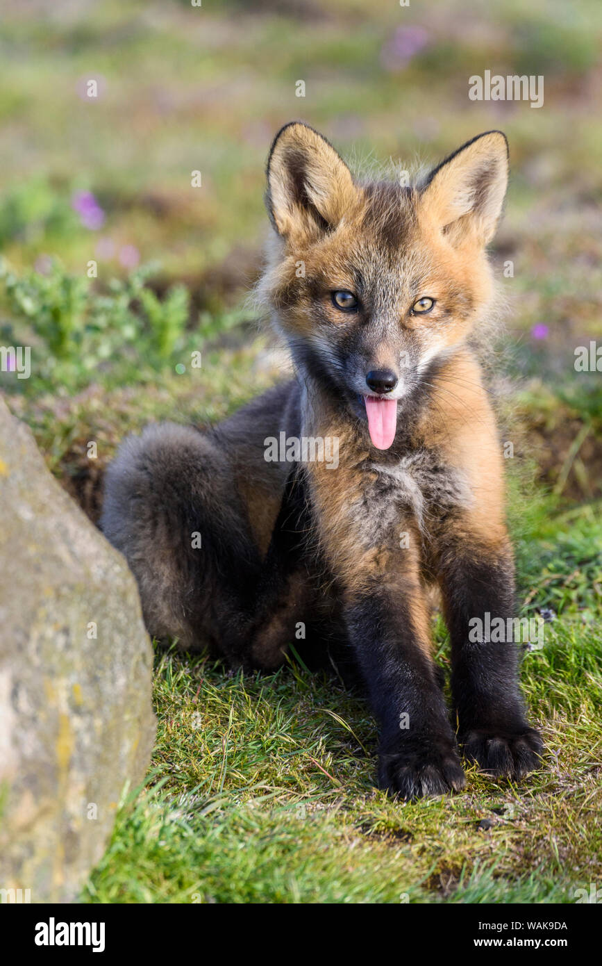 Red fox tongue hi-res stock photography and images - Alamy