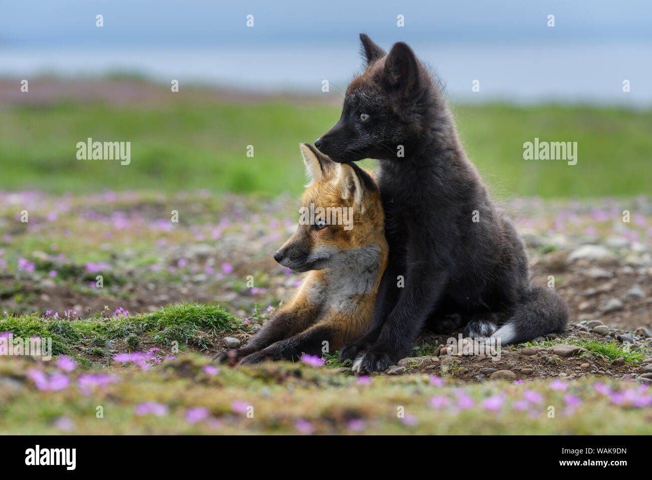 Fox kits hi-res stock photography and images - Alamy