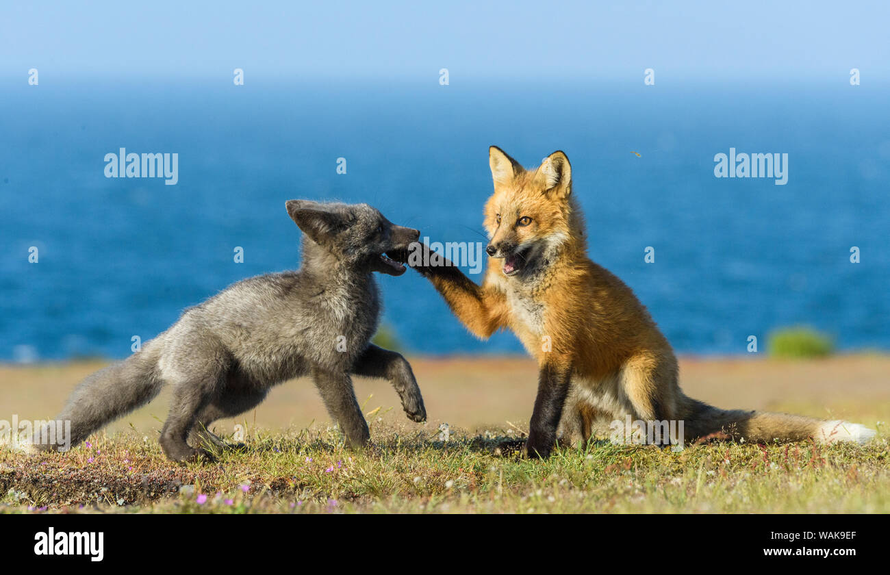 Red fox kit playing hi-res stock photography and images - Alamy