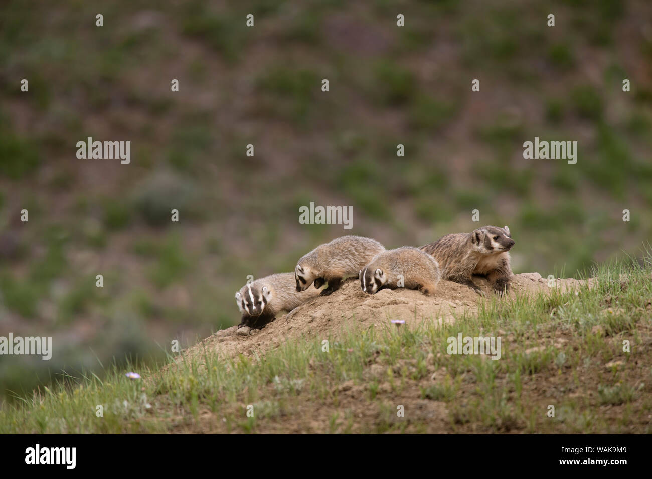 Badger den hi-res stock photography and images - Alamy