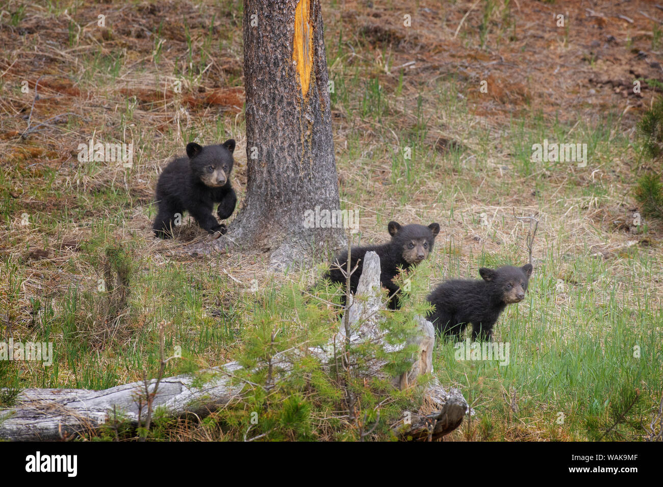 Three Black Bear Cubs
