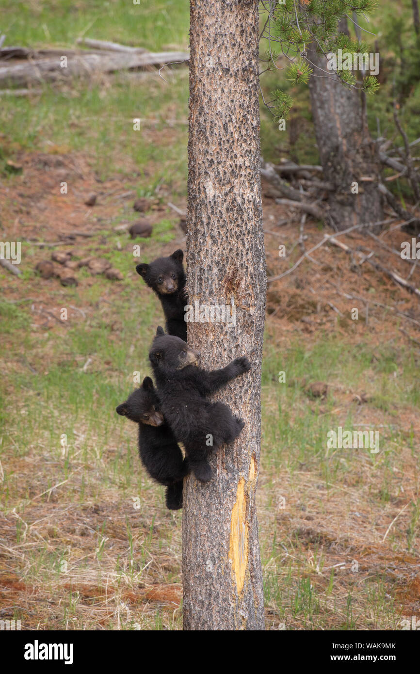 Black bear cubs tree hi-res stock photography and images - Alamy