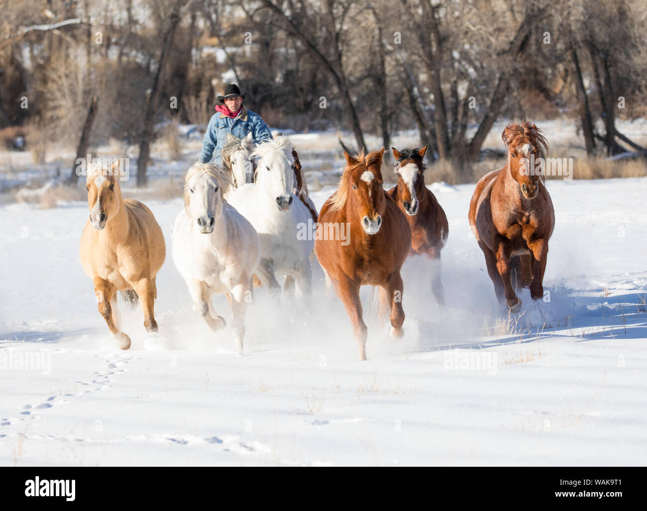 Horse drive in winter on Hideout Ranch, Shell, Wyoming. Cowboy running ...