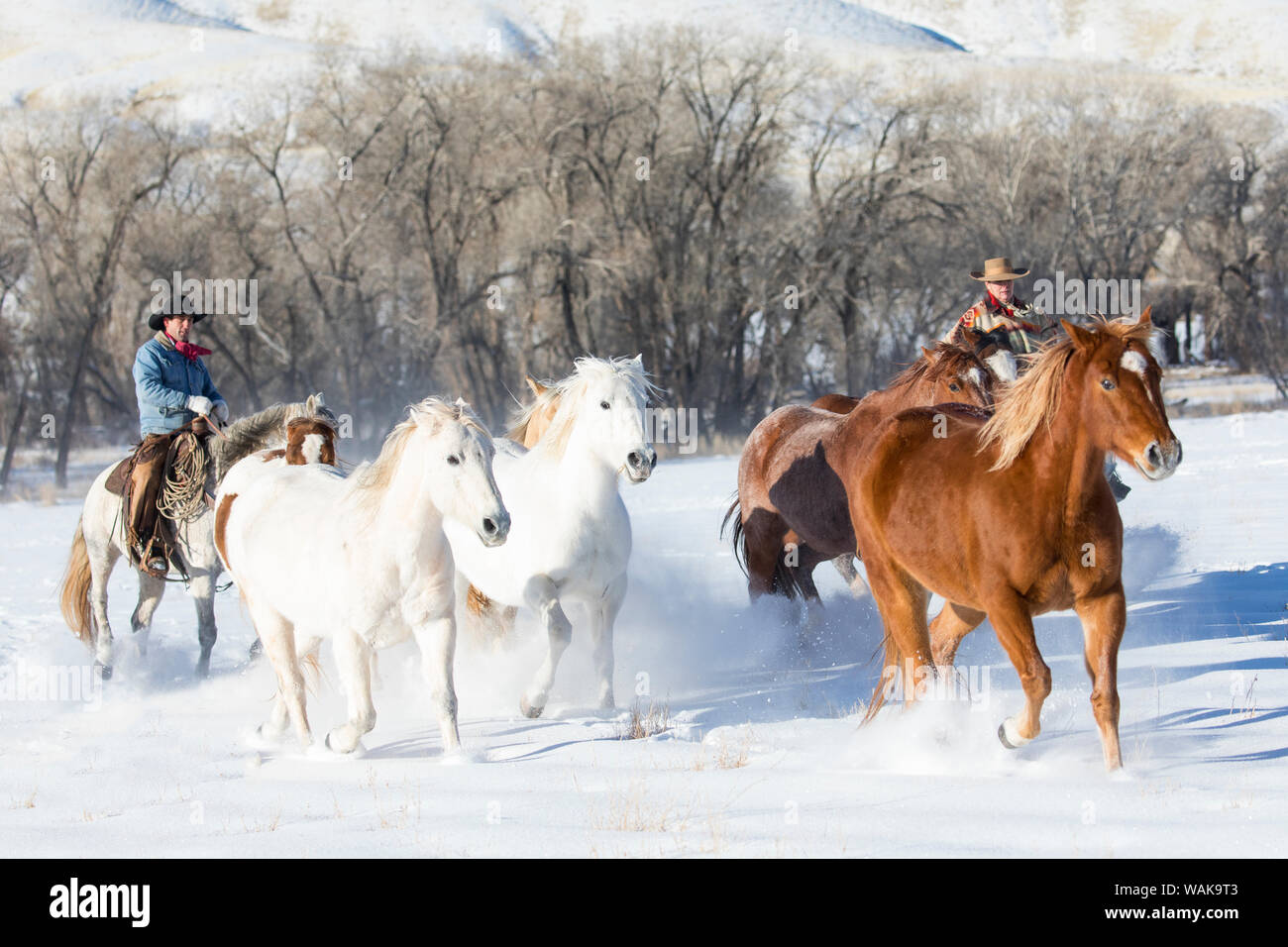 Horse drive in winter on Hideout Ranch, Shell, Wyoming. Cowboy and ...