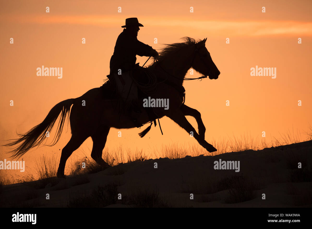 Horse drive in winter on Hideout Ranch, Shell, Wyoming. Cowboy riding ...