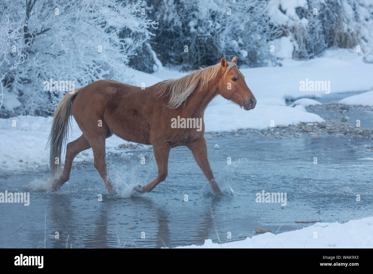 Horse drive in winter on Hideout Ranch, Shell, Wyoming. Horse crossing ...