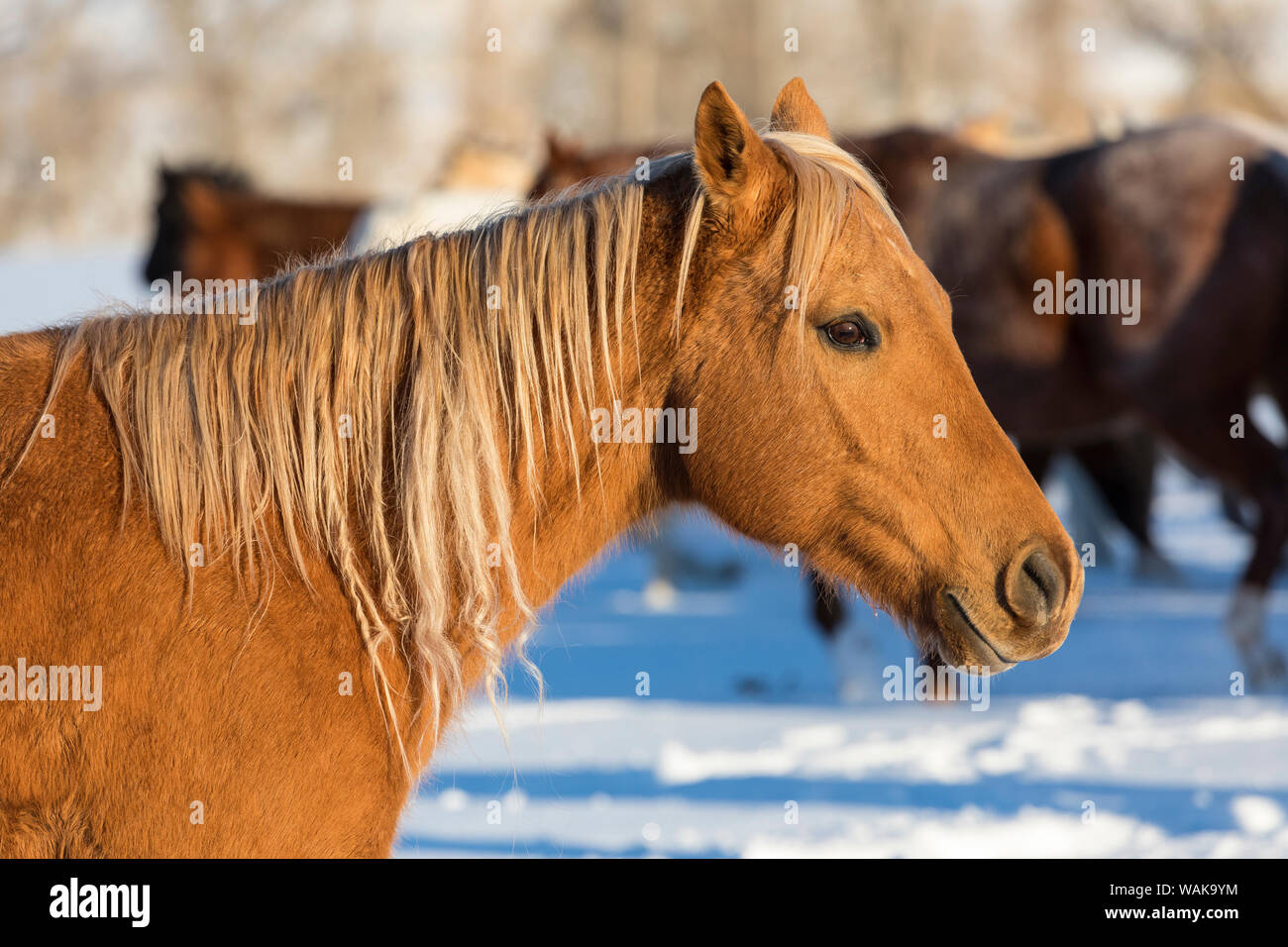 Horse drive in winter on Hideout Ranch, Shell, Wyoming. Portrait of ...