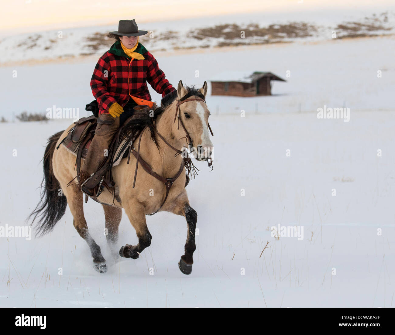 Horse drive in winter on Hideout Ranch, Shell, Wyoming. Cowgirl riding ...