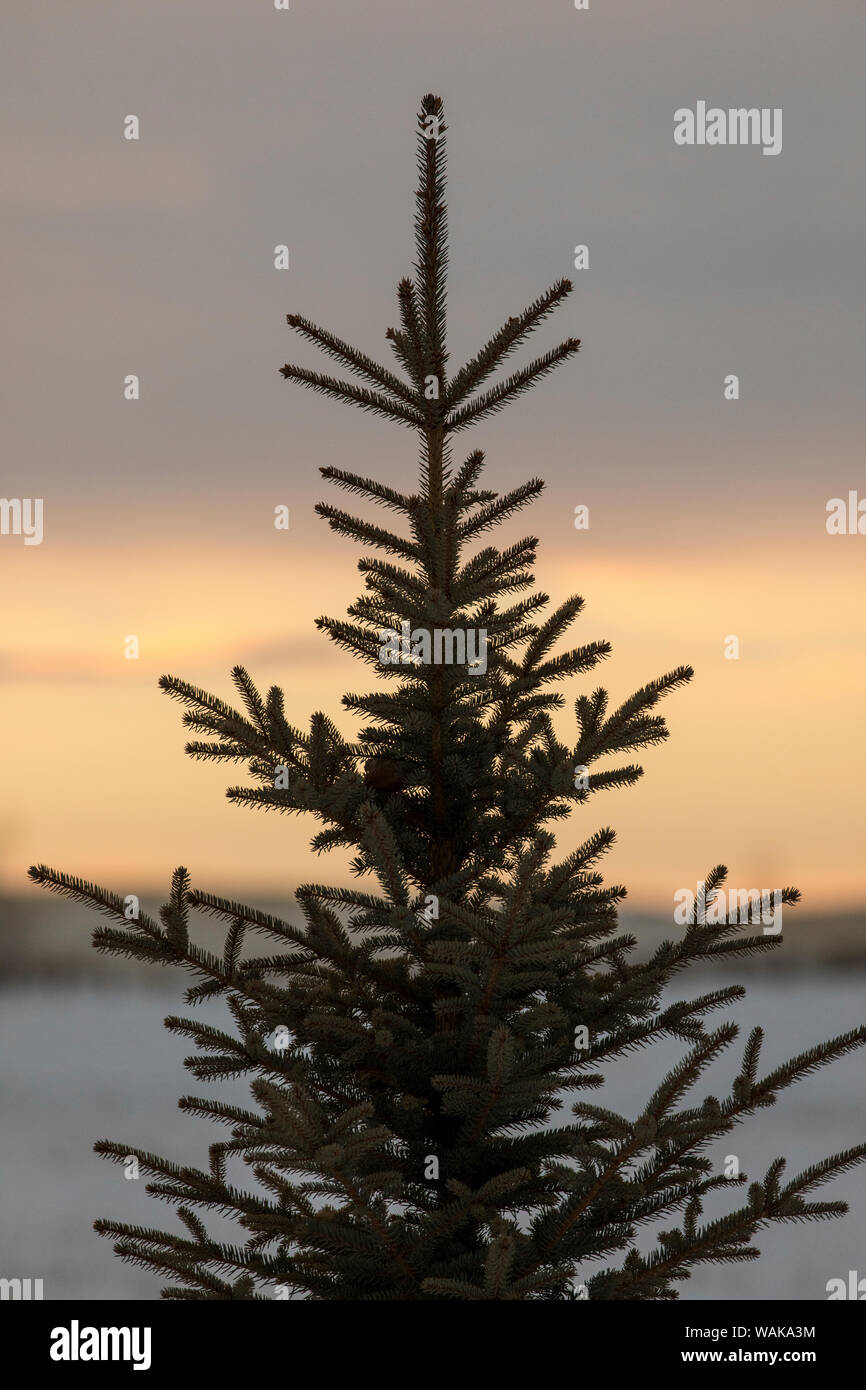 Horse drive in winter on Hideout Ranch, Shell, Wyoming. Fir tree ...
