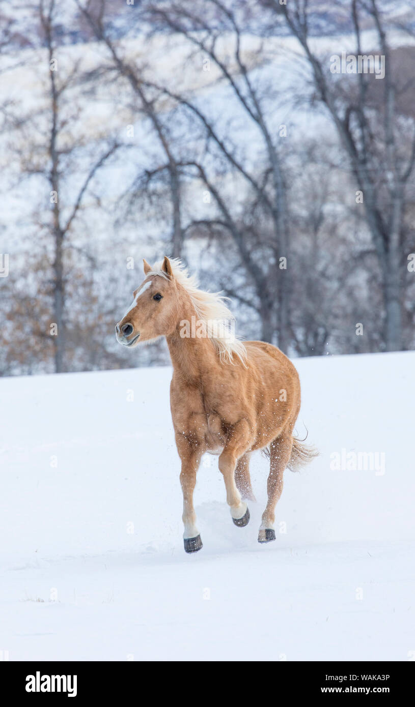 Horse drive in winter on Hideout Ranch, Shell, Wyoming. Single horse ...