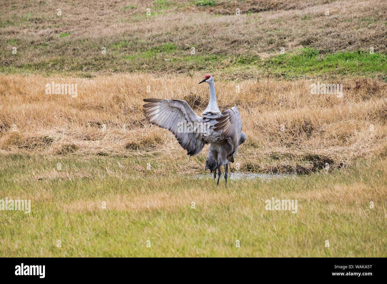 Florida crane hi-res stock photography and images - Alamy