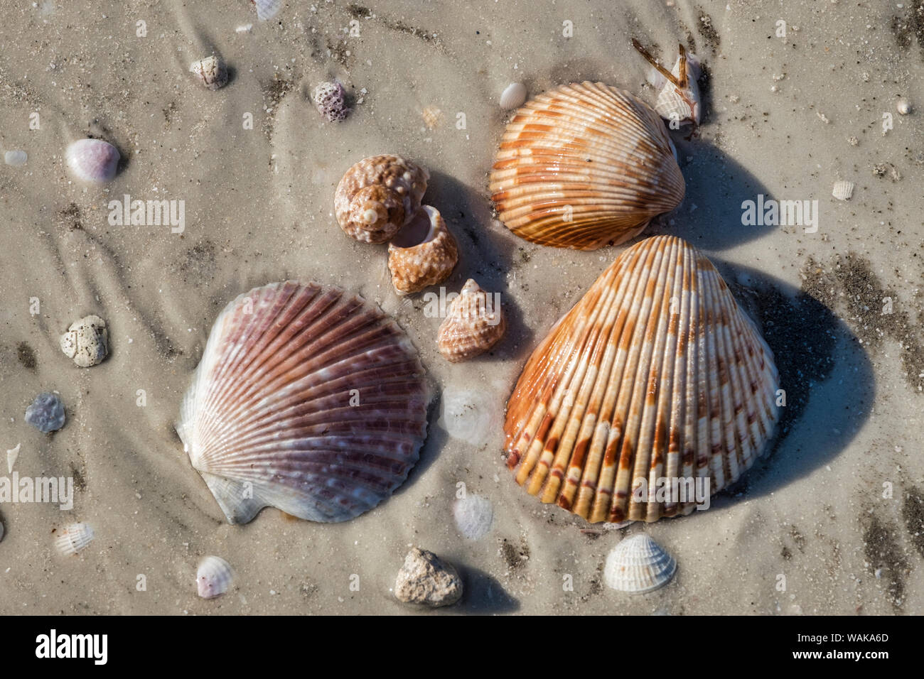 Seashells, Honeymoon Island State Park, Dunedin, Florida, USA Stock ...