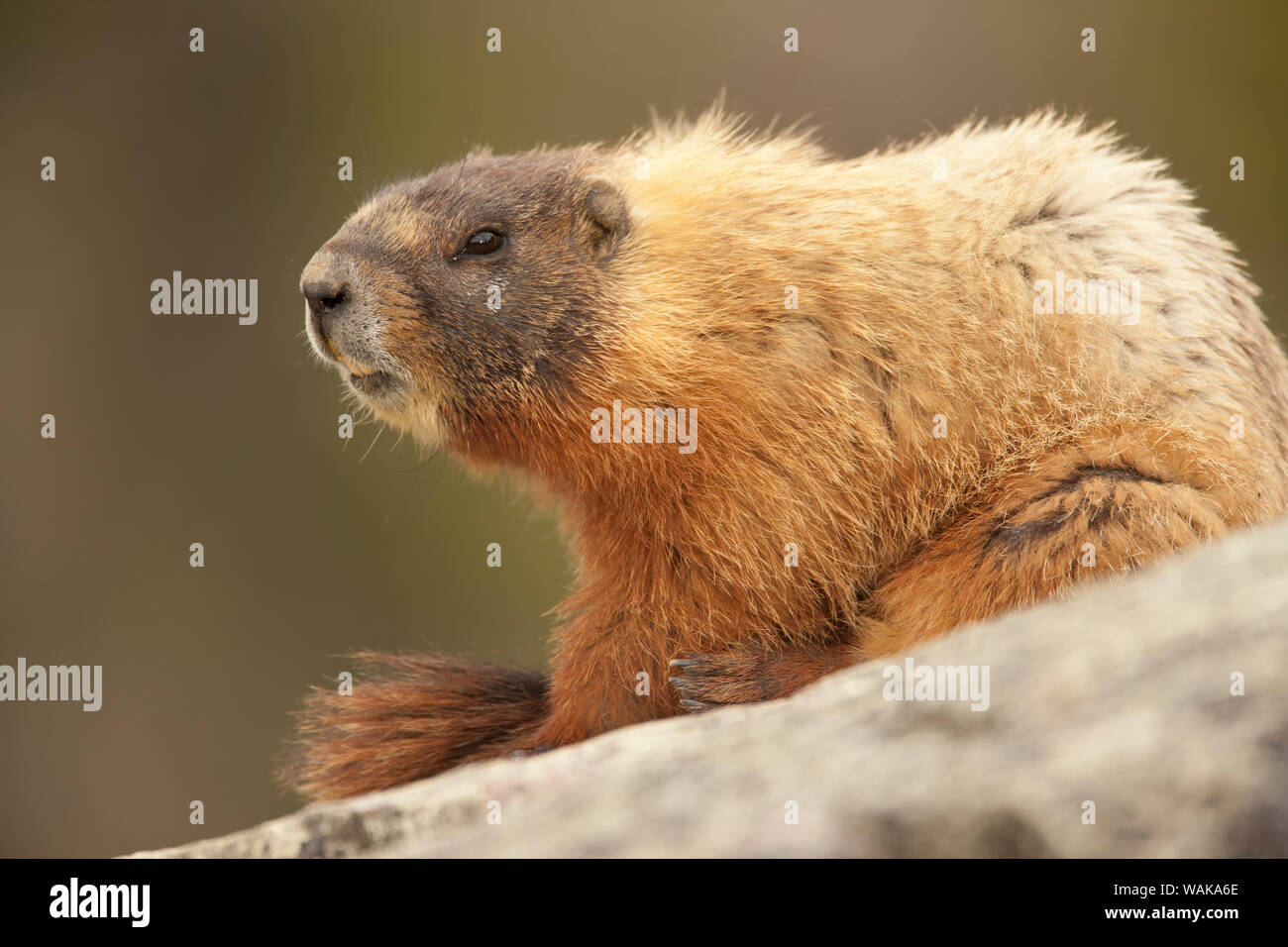 Yellowstone National Park, Wyoming, USA. Yellow-bellied marmot keeping ...
